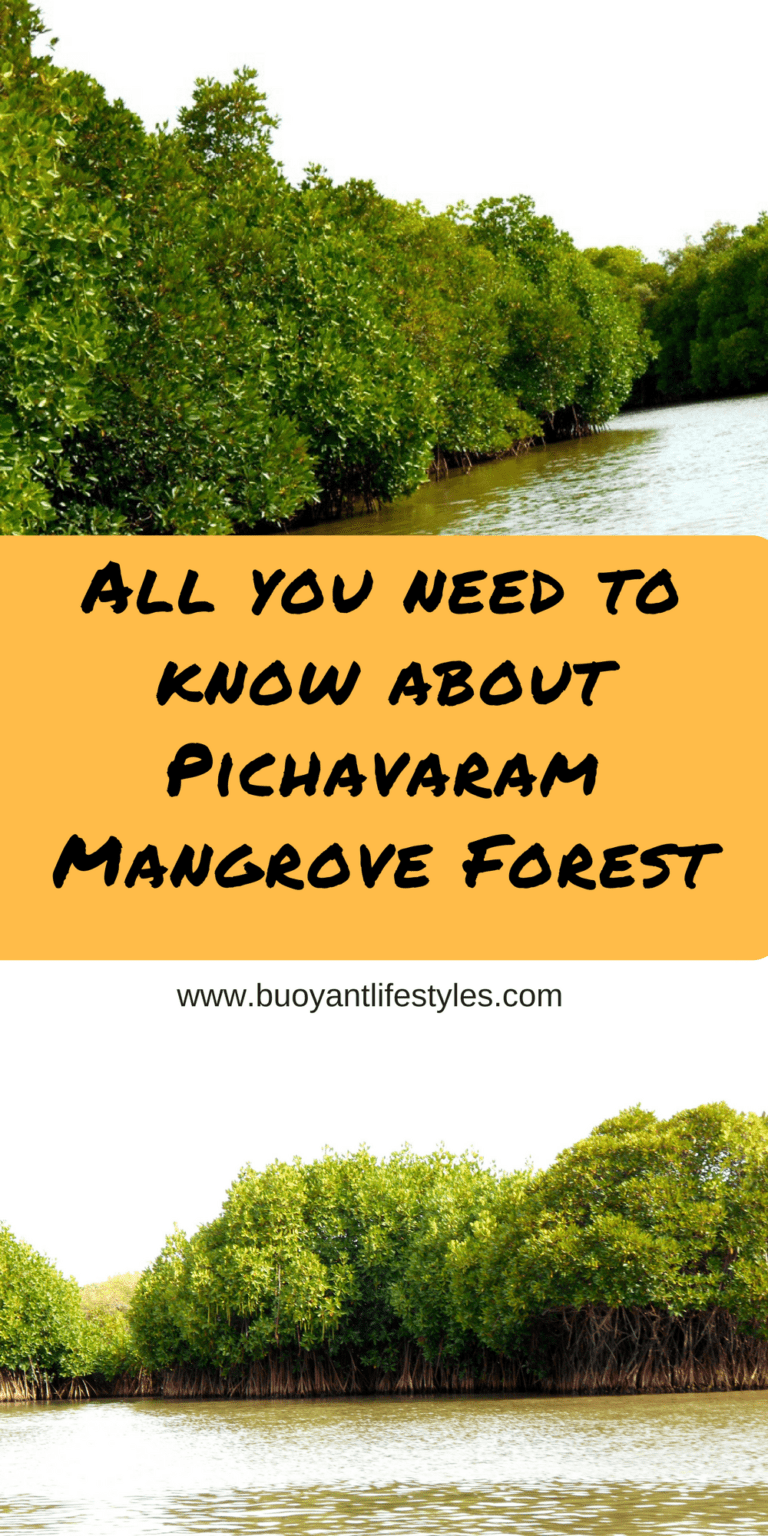 All you need to know about Pichavaram Mangrove Forest (1) - Buoyant ...